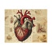 Heart Anatomy Puzzle 110, 252, 520, 1014-piece Medical, Cardiology ...