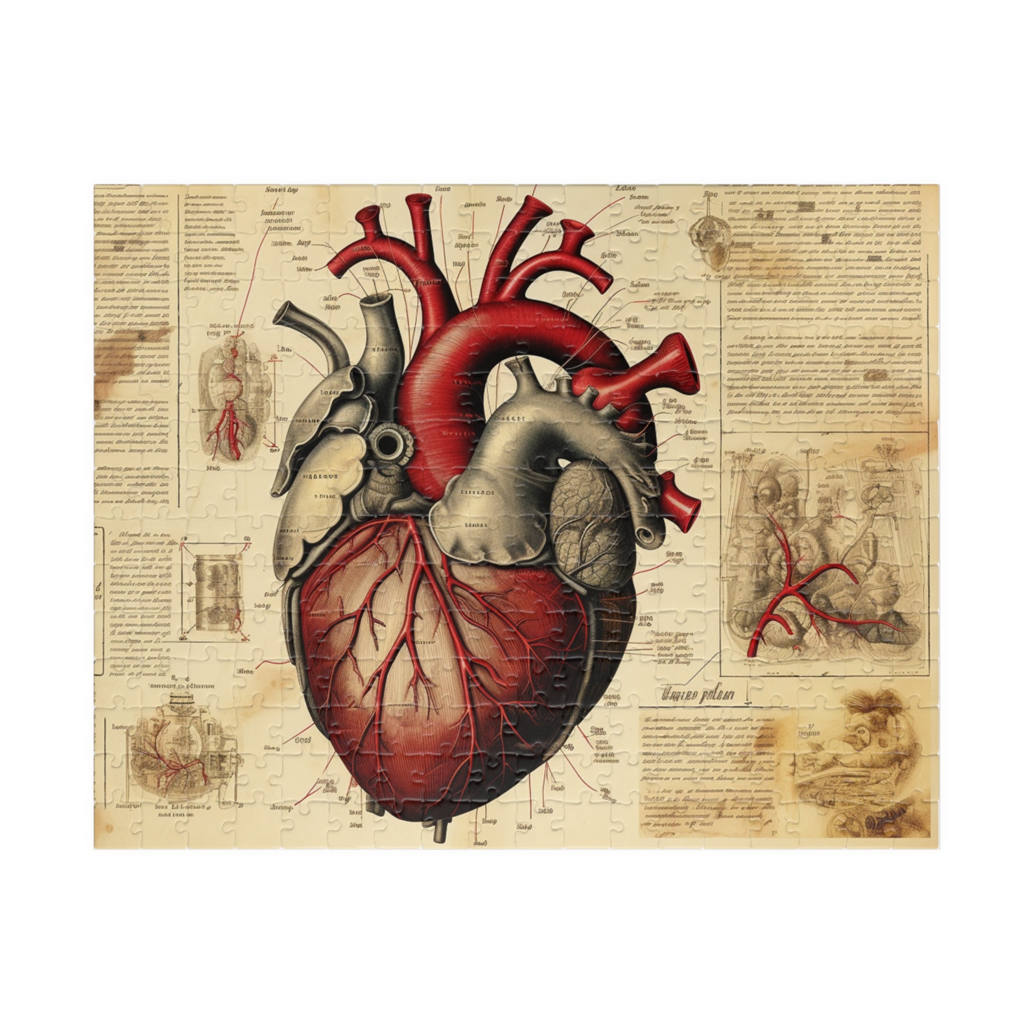Heart Anatomy Puzzle 110, 252, 520, 1014-piece Medical, Cardiology ...