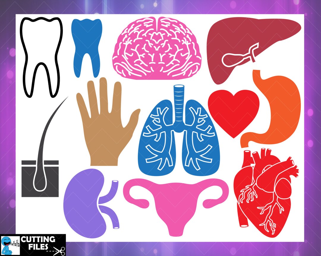 Anatomical Organs Monogram SVG Cut Files: Vinyl Graphic Design (digital ...