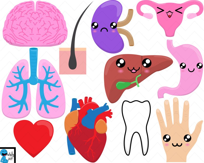 Kawaii Organs Digital Clipart Clip Art Graphics Personal | Etsy