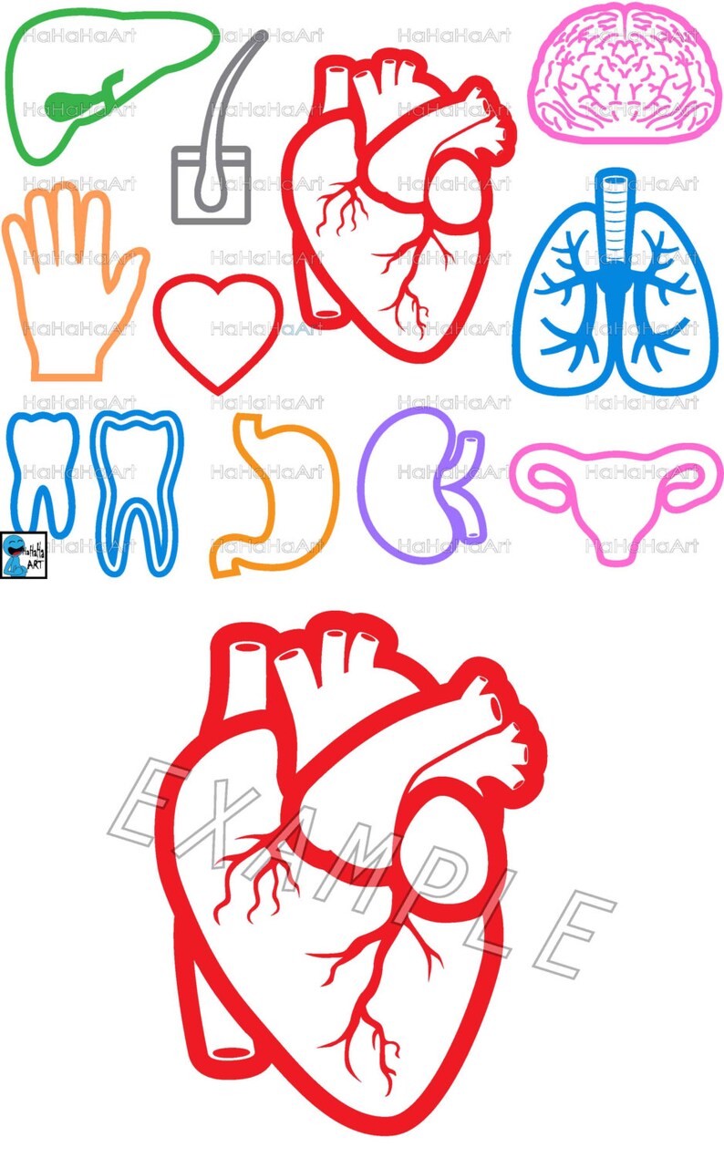 Organs Monogram SVG Bundle: Medical Anatomy Clipart (digital Download ...