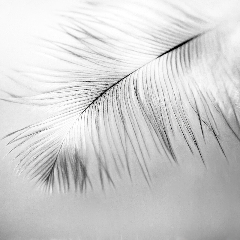 Feather Photography - Etsy