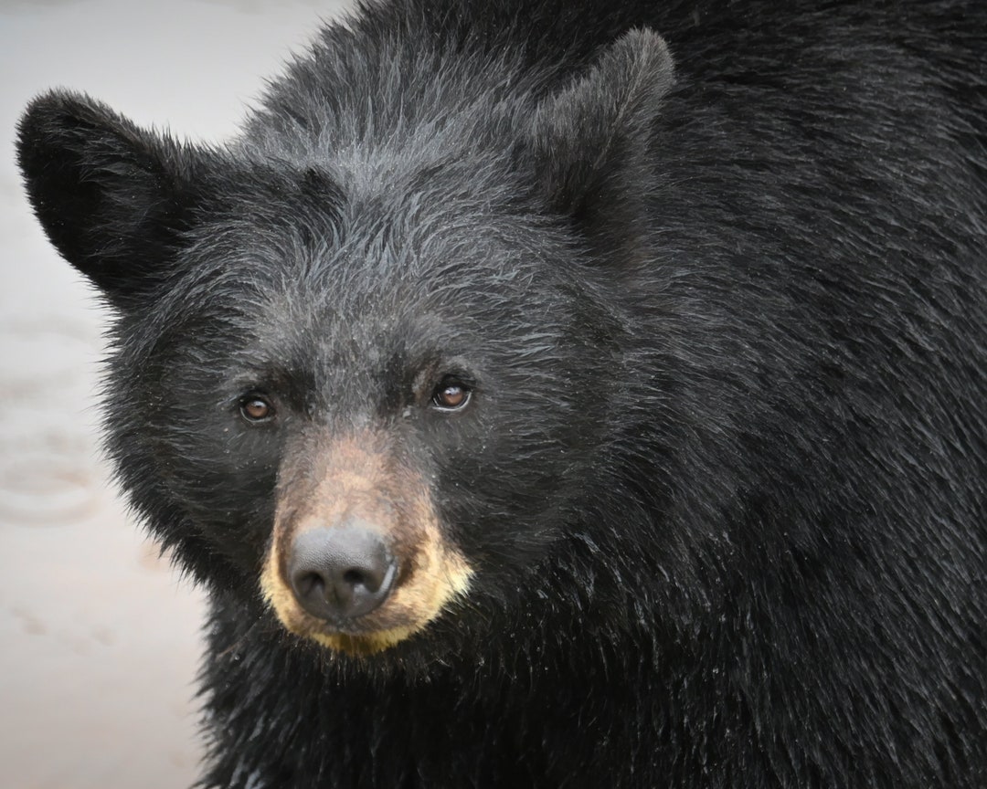 Bear Photograph, Michigan Bear Print, Animal Photography, Bear Fine Art ...