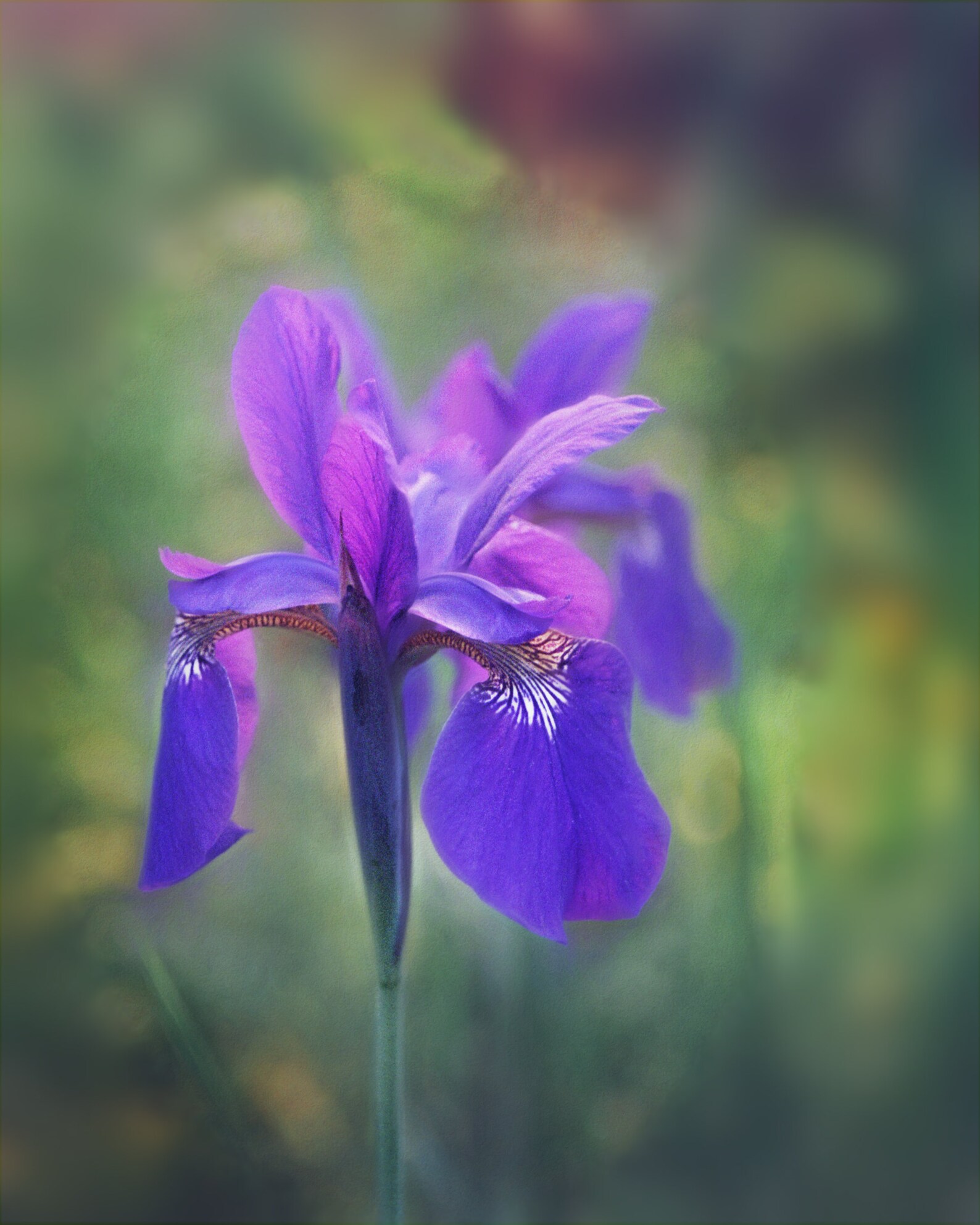 Iris Print, Purple Iris Photograph, Iris Picture, Flower Fine Art Print ...