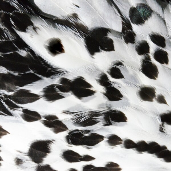 Feather Print - Etsy