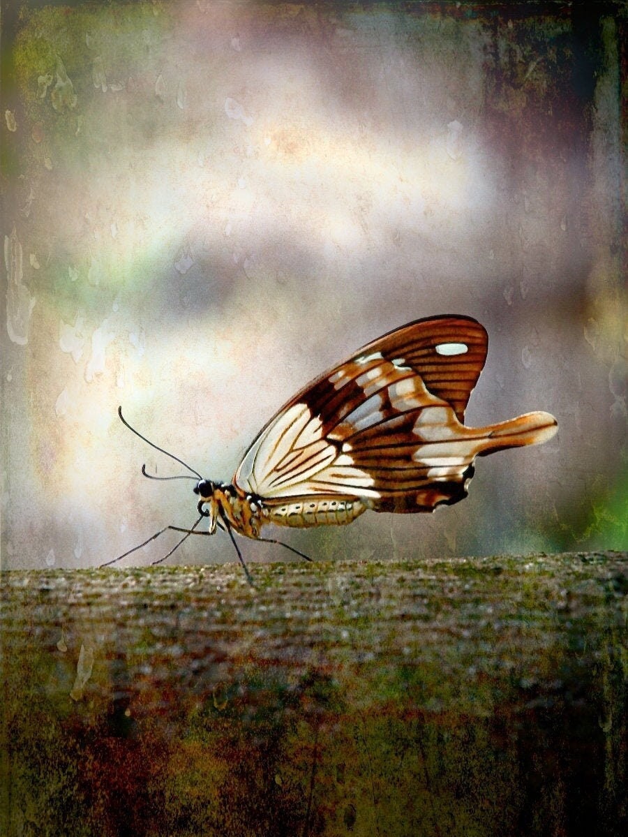 Moth Photography Print, Moth in the Woods Photograph, Nature Fine Art ...