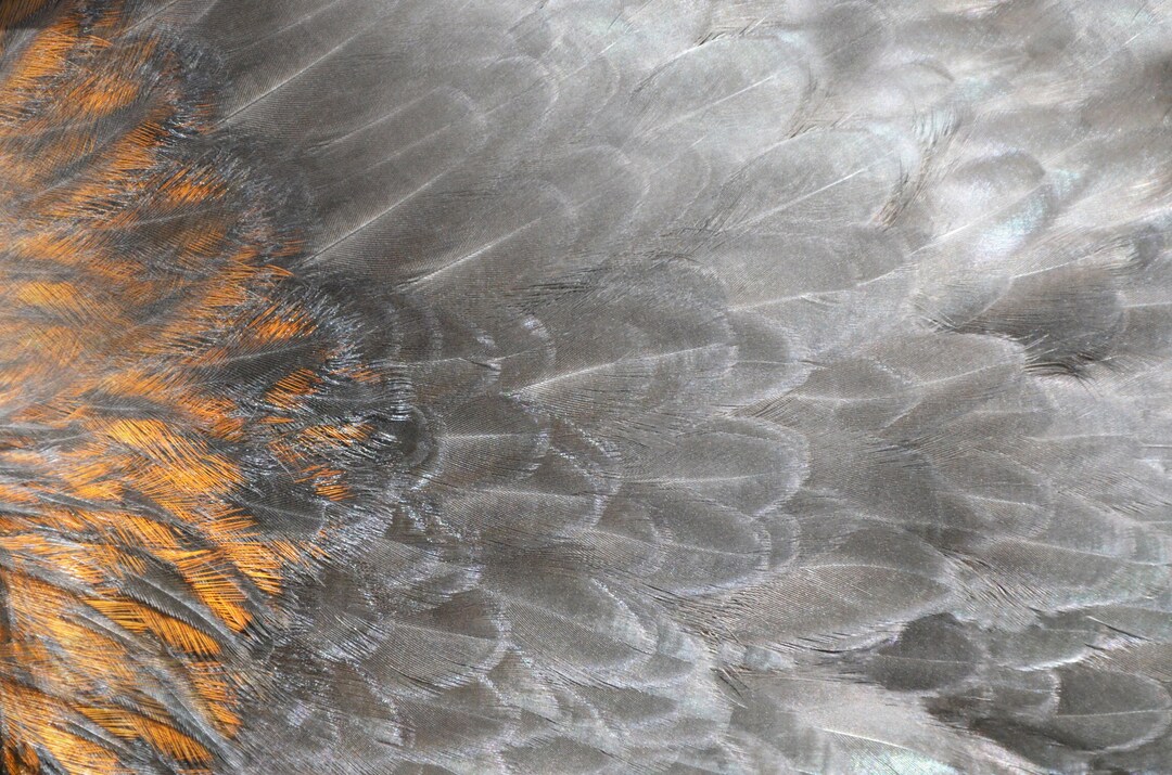 Gray With Orange Feather Photograph, Macro Photography, Feather Print ...