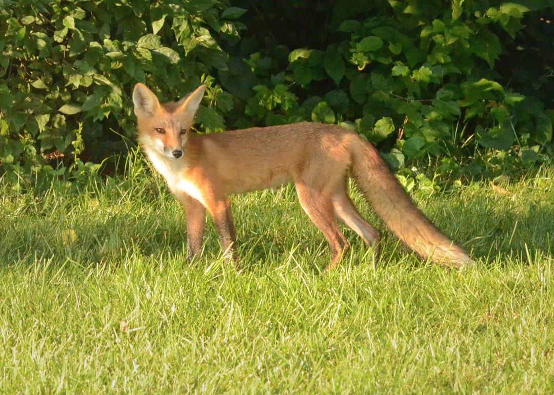 Fox Print, Picture of Fox, Fox Wall Art, Red Fox Photograph, Nature ...