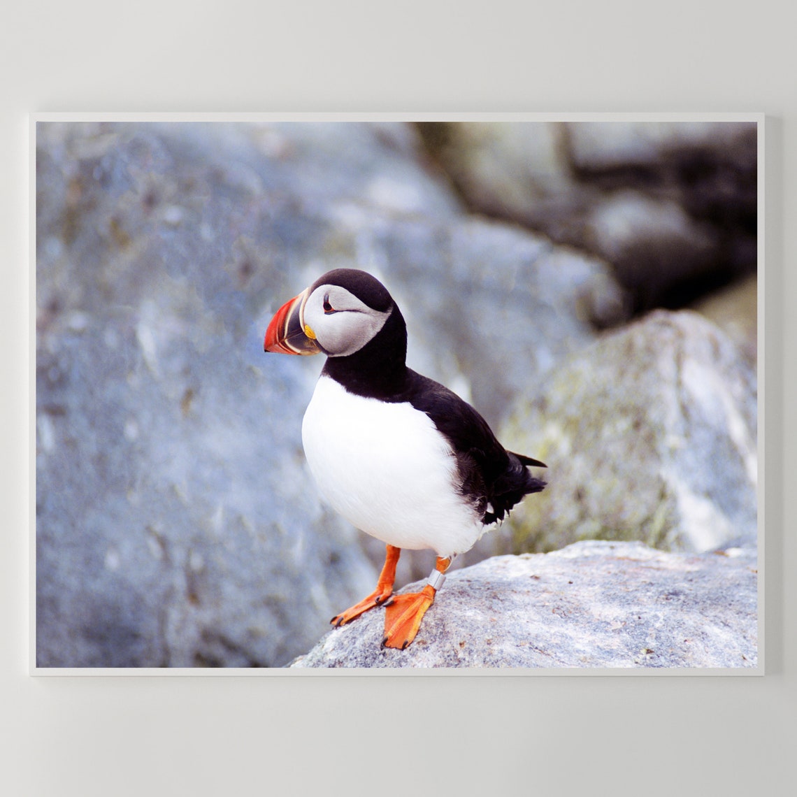 Puffin Print, Puffin Wall Art, Bird Prints, Gift Idea, Maine Fine Art ...