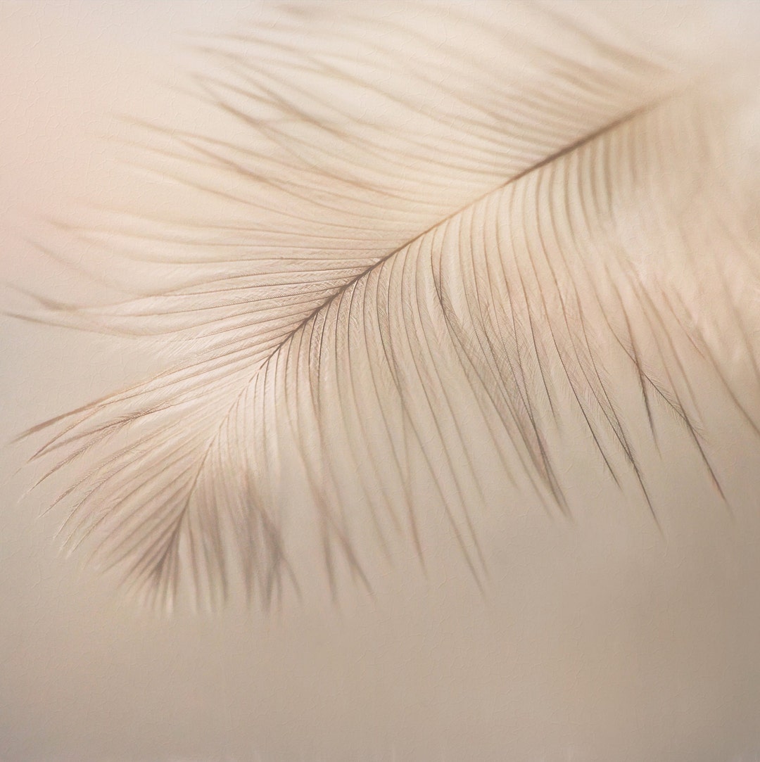 Feather Photography, Feather Print, Nature Photograph, Fine Art Print ...