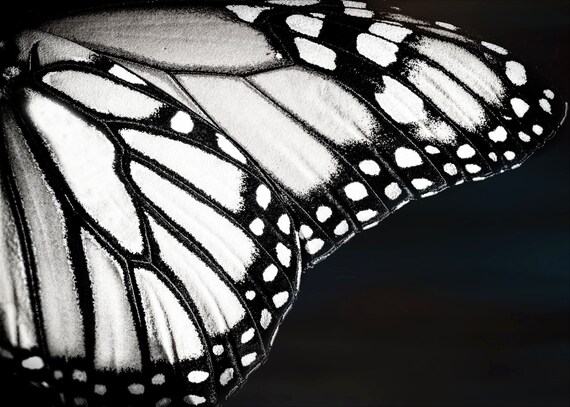 Black And White Monarch Butterfly Photography