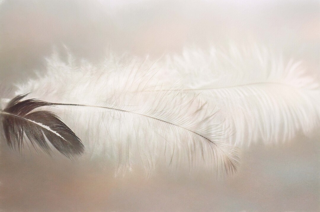 Feather Photograph, Feather Wall Print, Wall Art, Nature Photograph ...