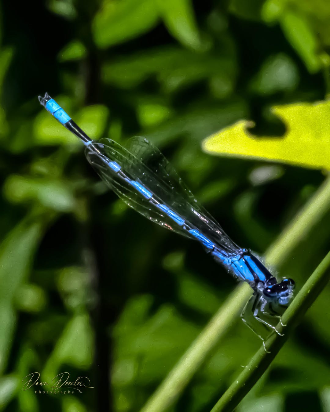 Electric Blue Dragonfly Day - Etsy