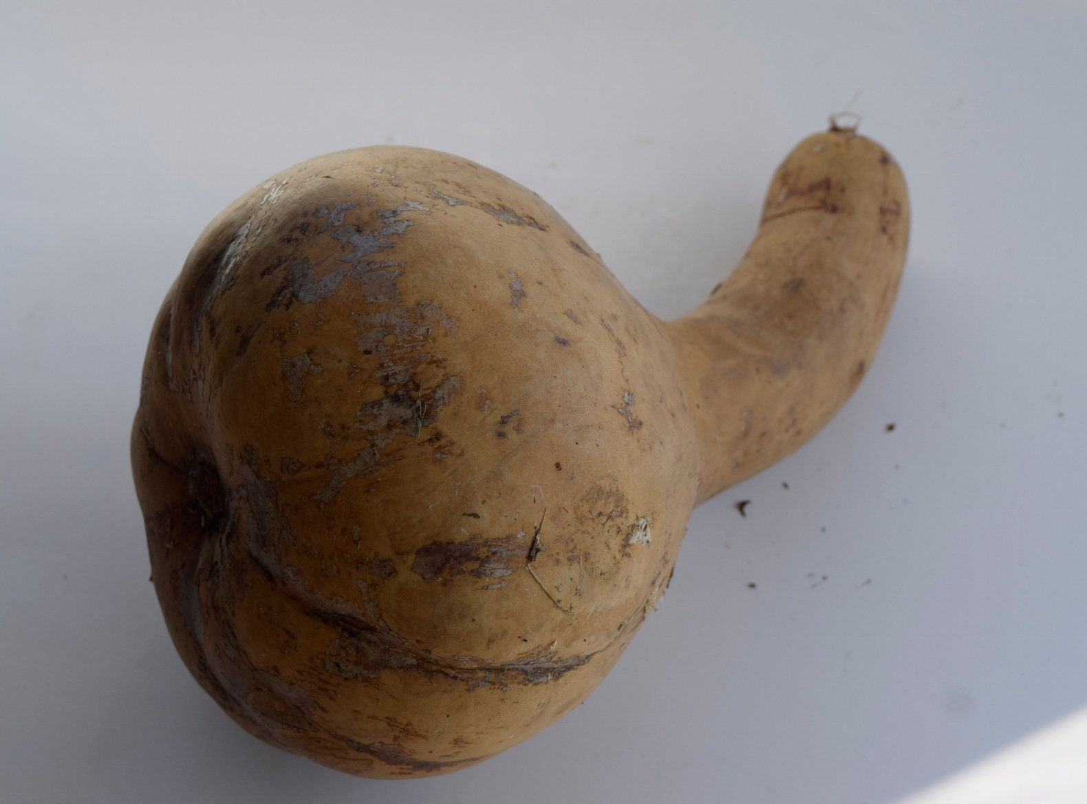 One Dried Dipper Gourd, for Crafts - Etsy