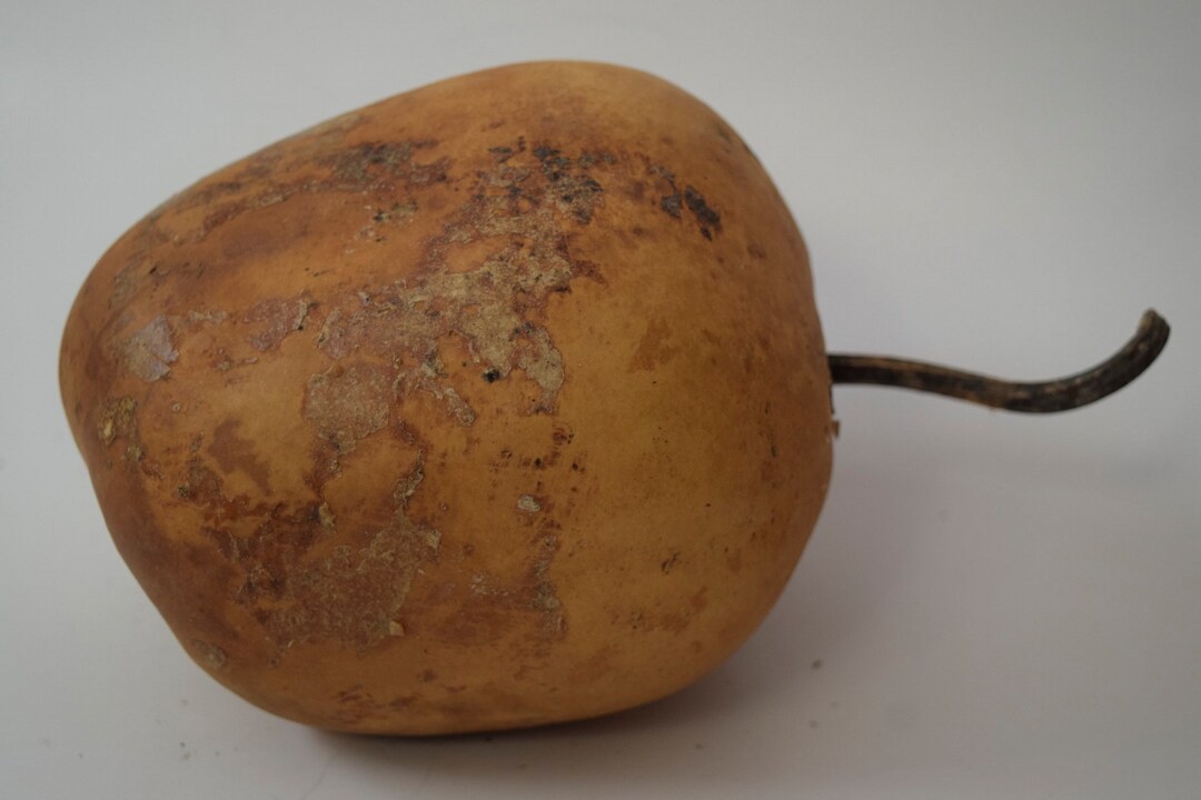 One Dried Apple Gourd, for Crafts - Etsy