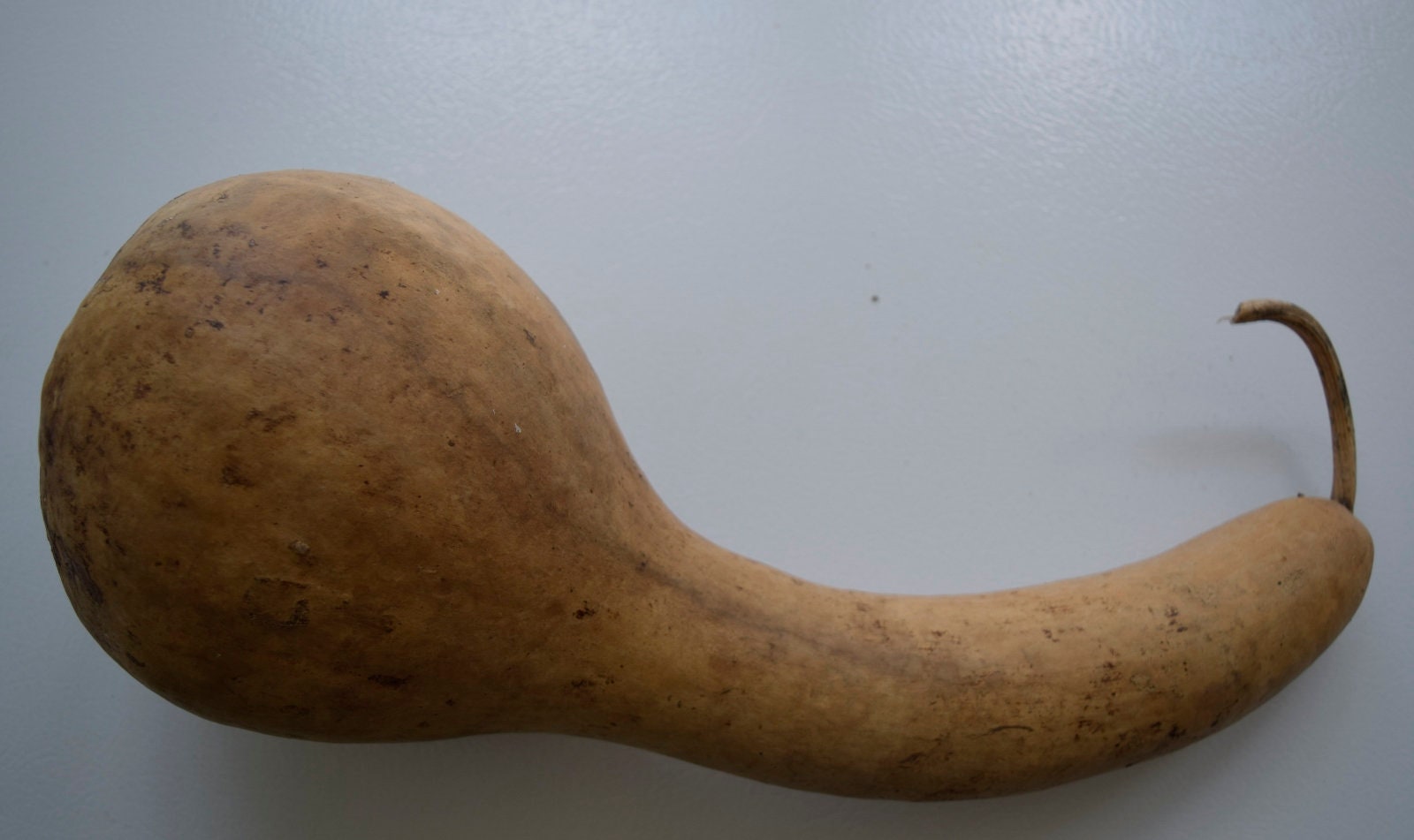 One Dried Dipper Gourd, for Crafts - Etsy