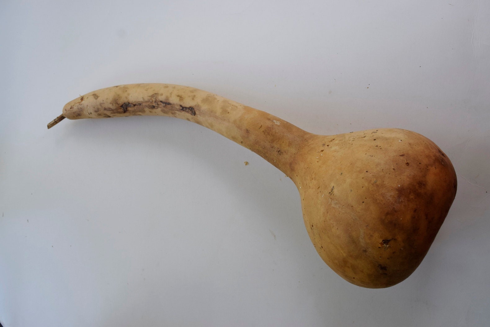 One Dried Dipper gourd for crafts Visual Arts Painting etna.com.pe