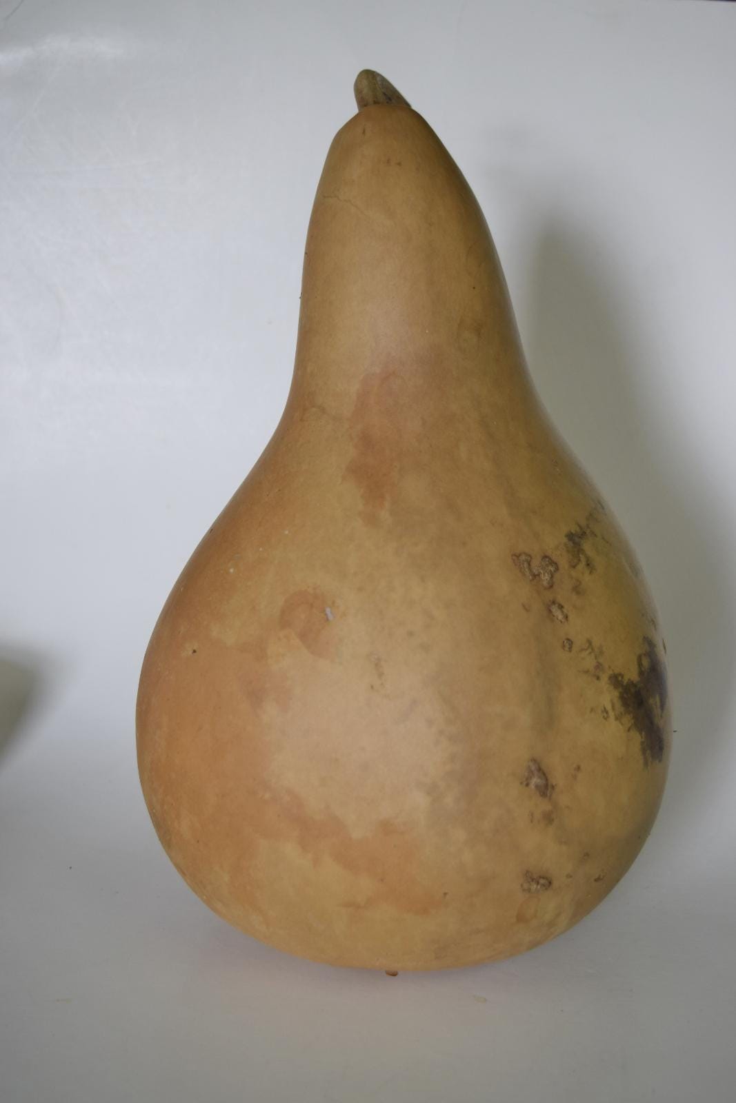 One Dried Martin Gourd for Crafts - Etsy