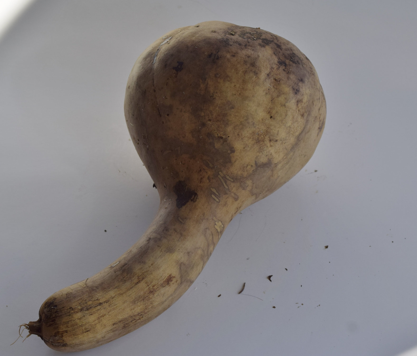 One Dried Dipper Gourd, for Crafts - Etsy