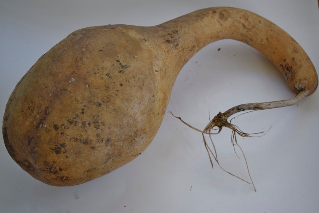 One Dried Dipper Gourd, for Crafts - Etsy