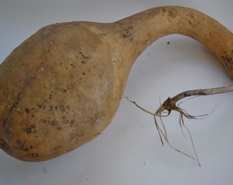 One Dried Dipper Gourd, for Crafts - Etsy