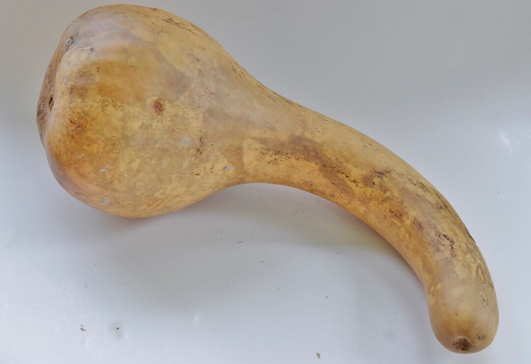 One Dried Dipper Gourd, for Crafts - Etsy