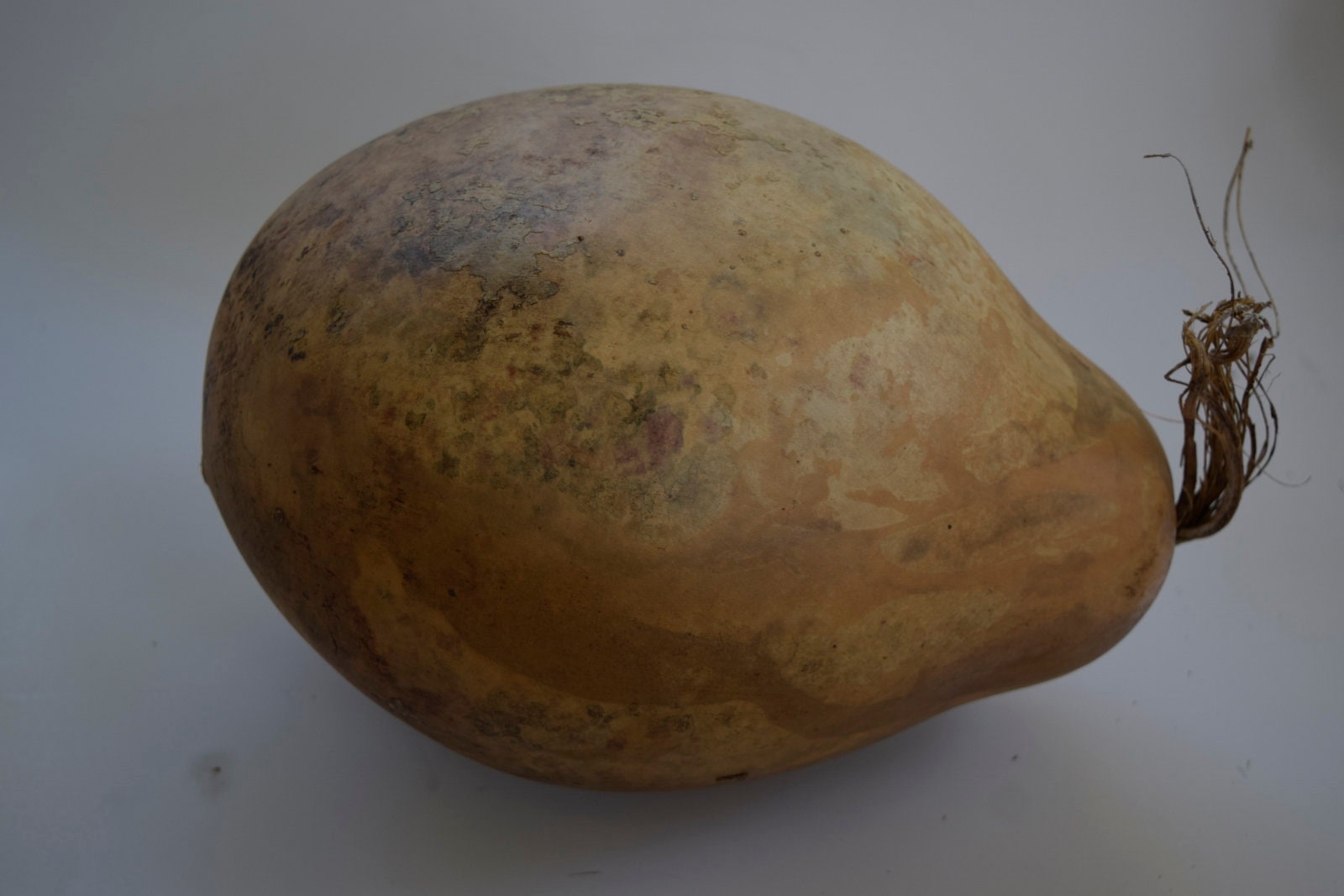 One Dried Bottle Gourd, for Crafts - Etsy