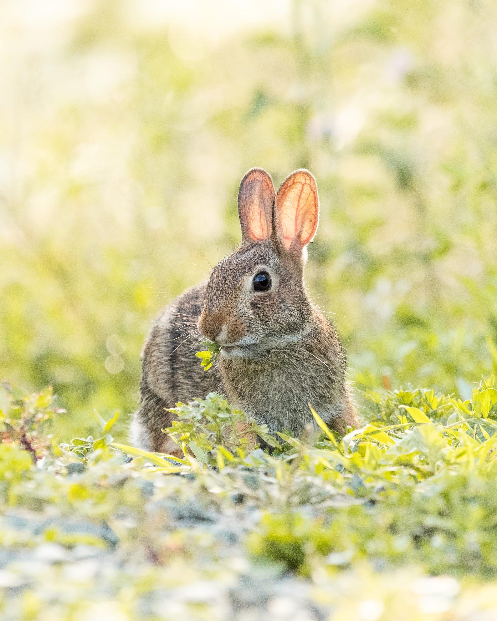 Baby Bunny eastern Cottontail Photo Print, Wildlife Fine Art ...