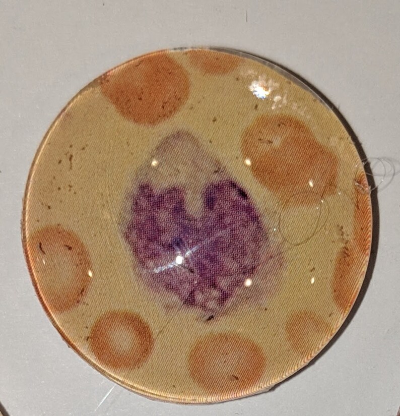 White Blood Cell Magnets | Etsy