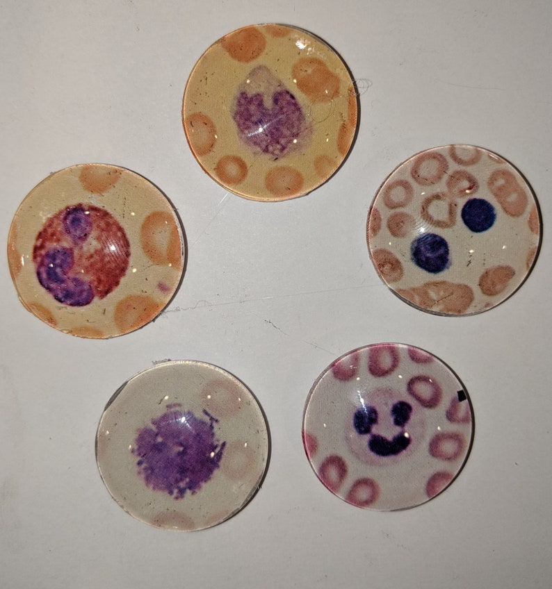 White Blood Cell Magnets | Etsy