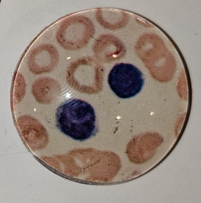White Blood Cell Magnets | Etsy