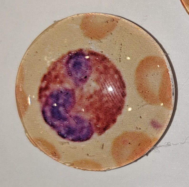 White Blood Cell Magnets | Etsy