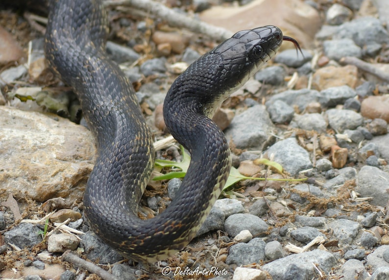 Black Rat Snake - Etsy