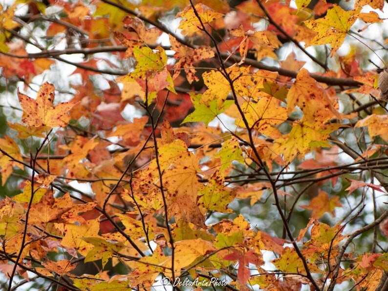 Sweetgum Colors in Fall - Etsy
