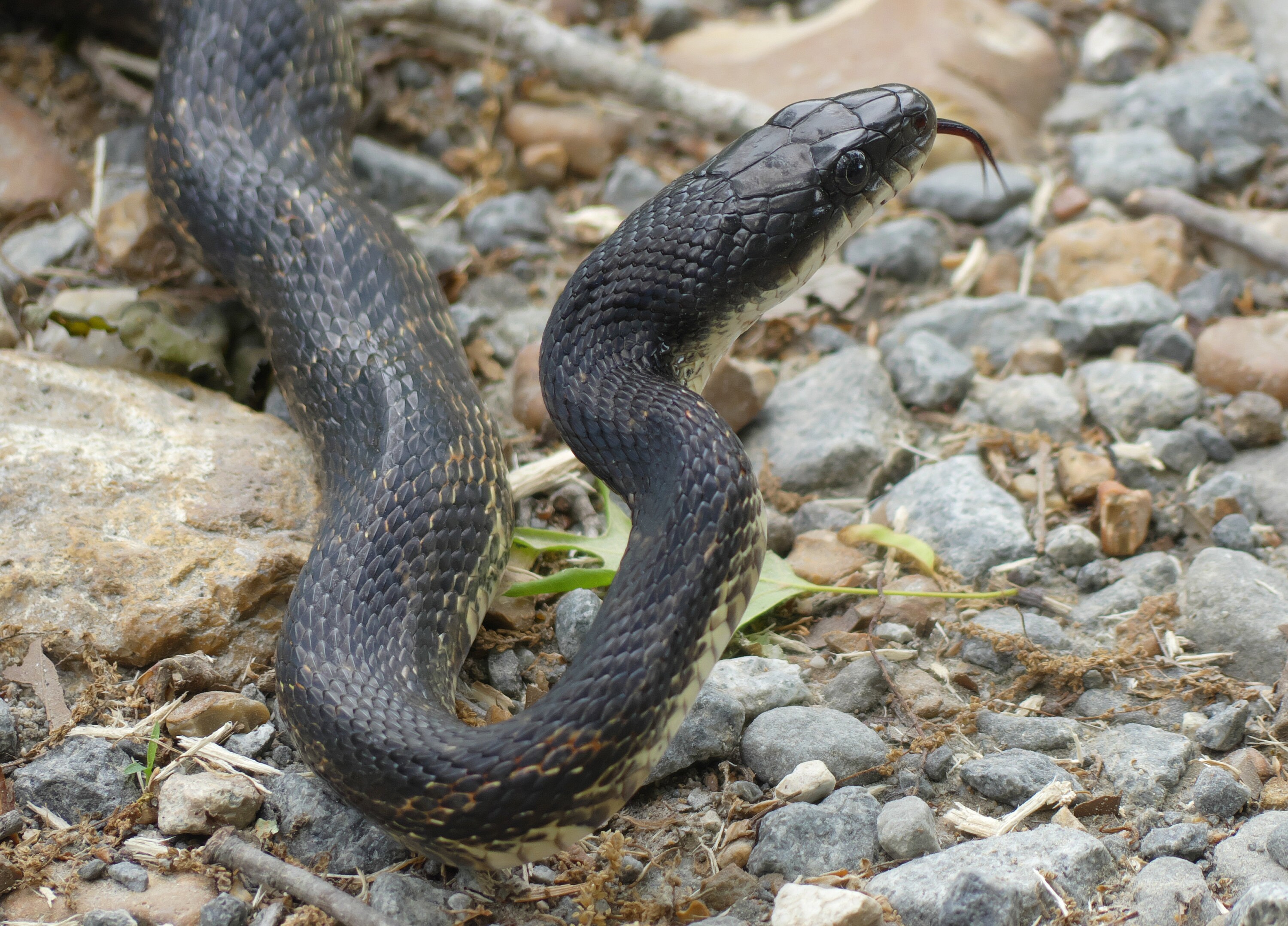 Black Rat Snake - Etsy