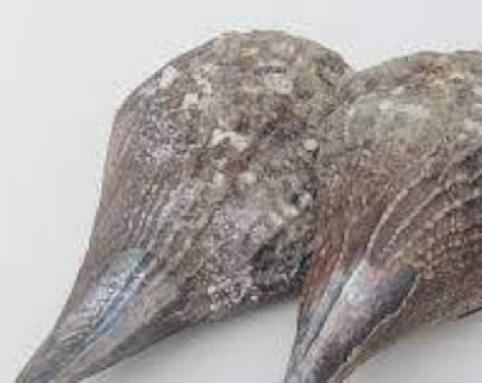 1 Set of Pin Shells for Angel Wings - Etsy