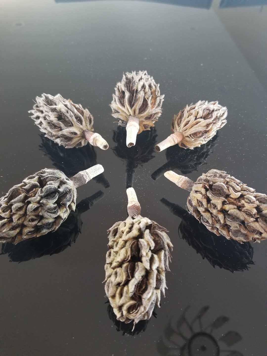 10 Small Southern Magnolia Pods - Etsy