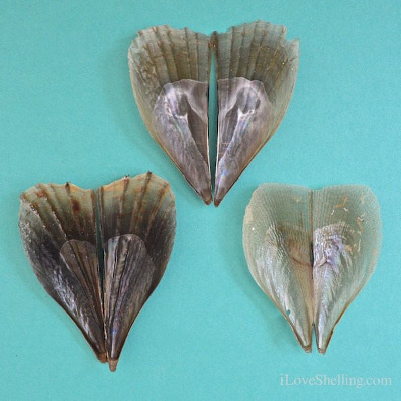 1 Set of Pin Shells for Angel Wings - Etsy
