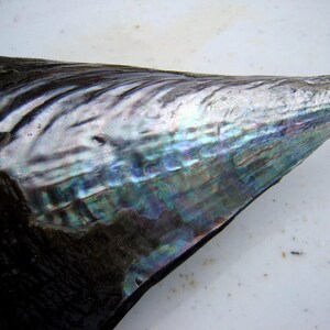 1 Set of Pin Shells for Angel Wings - Etsy