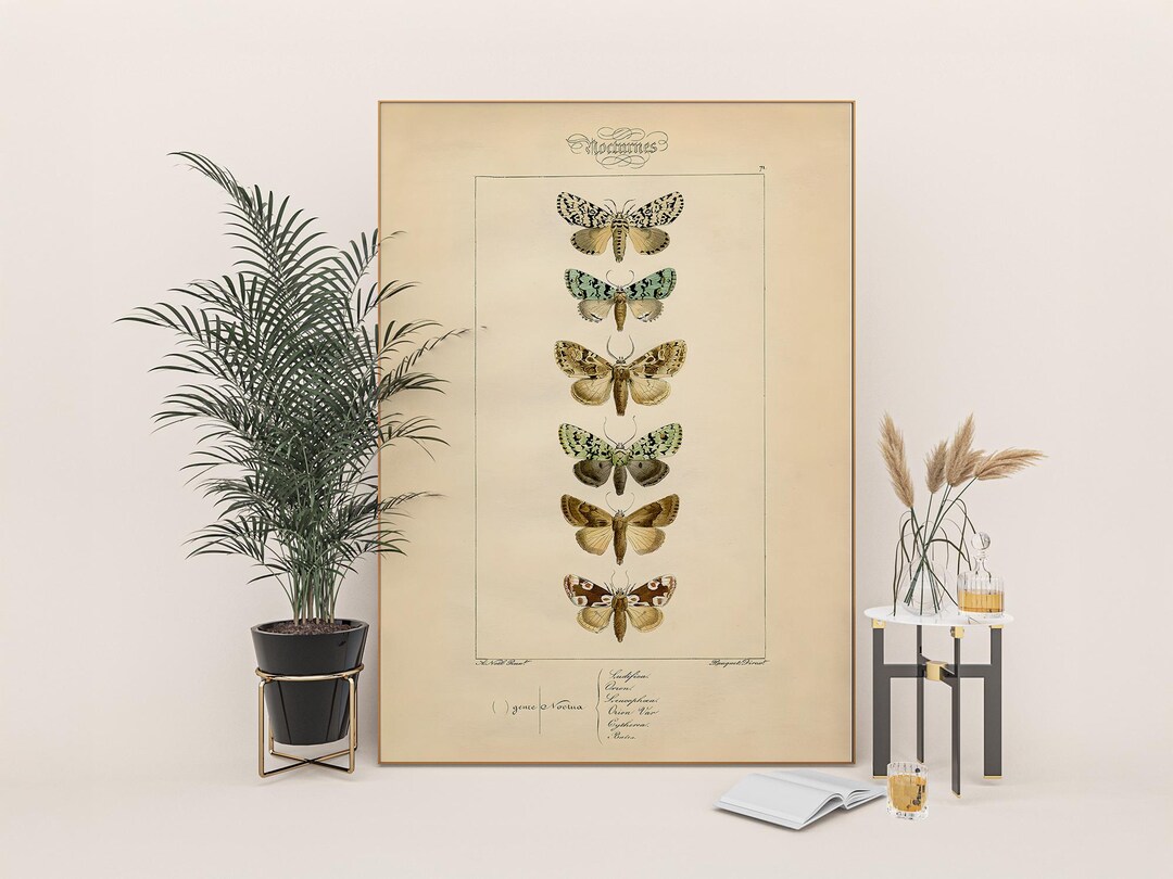 Vintage Moth Scientific Poster | 19th Century Entomology Print ...