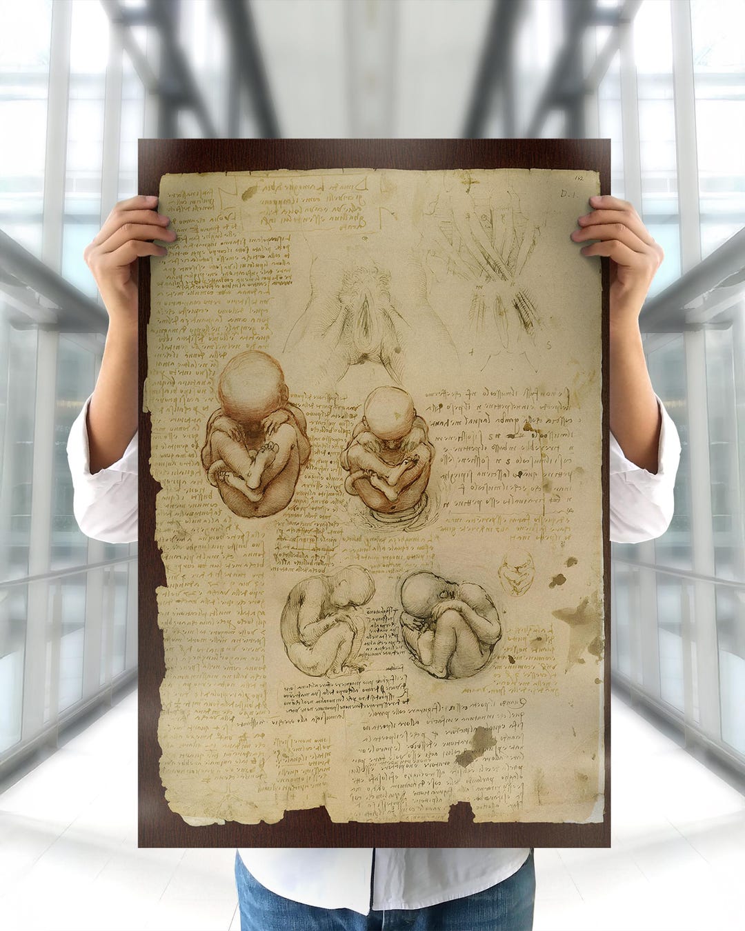 Fetus Anatomy Wall Art – Vintage Embryo Sketch in Da Vinci Style ...