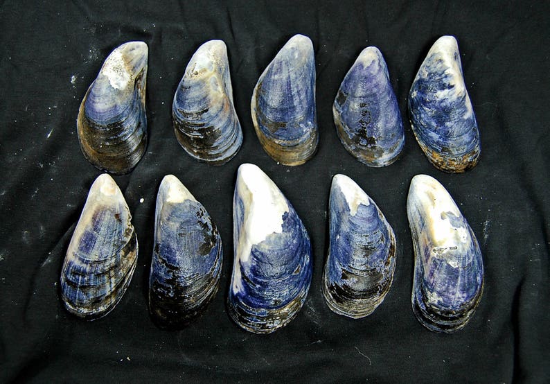 Blue mussel shells50 shells Mytilus edulis real blue mussel | Etsy