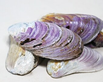 Purple shells | Etsy