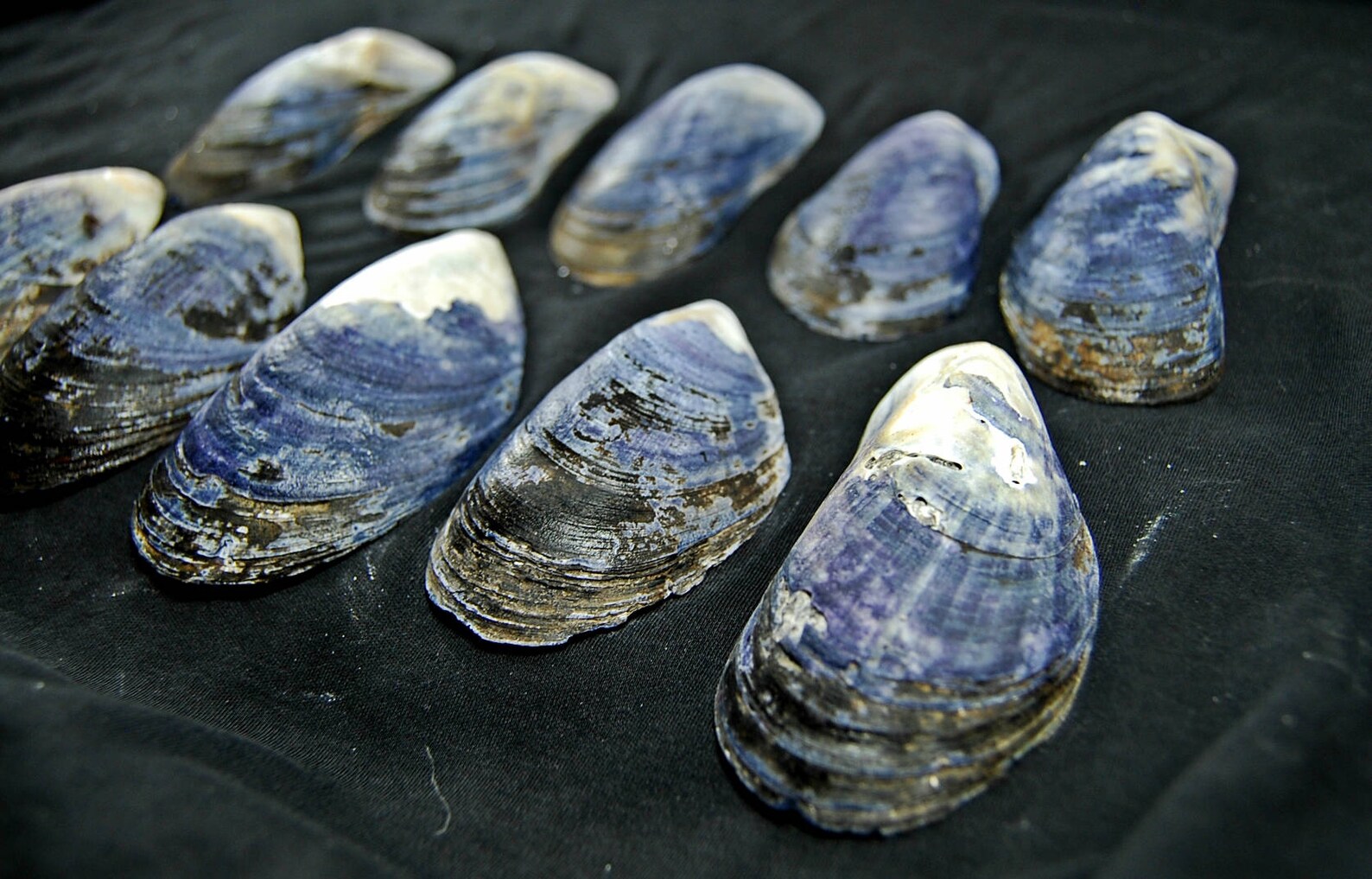 Blue mussel shells50 shells Mytilus edulis real blue mussel | Etsy