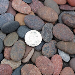 Oval Shaped Beach Rocks Sea Stones Oval Pebbles Bulk 100 Pcs SMALL - Etsy