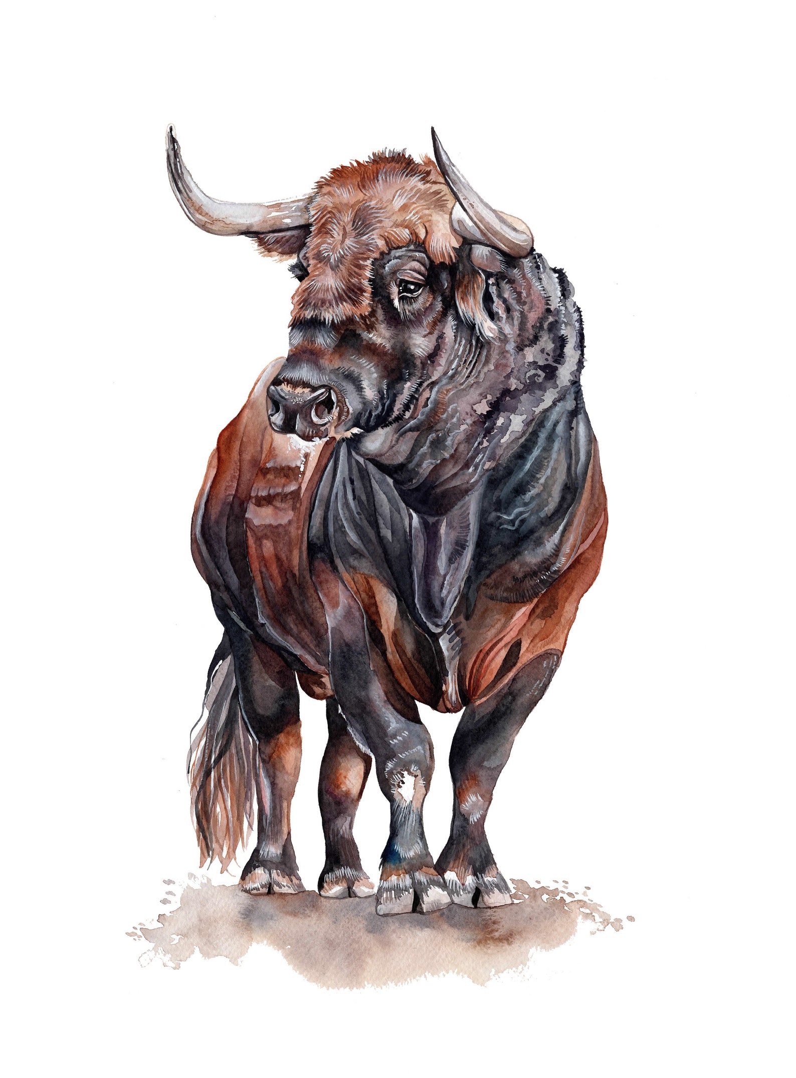 Western Ox Watercolour Art Print - Oxen Illustration - Home Decor ...