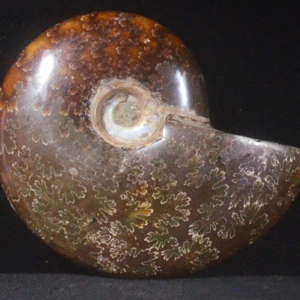 Ammonite - Etsy