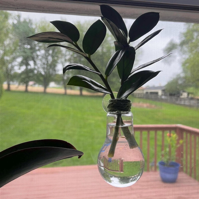 Propagation Suction Cups - Etsy