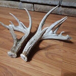 Real Deer Antler Set, Real Deer/elk Brown Antlers, Nontypical Coues ...