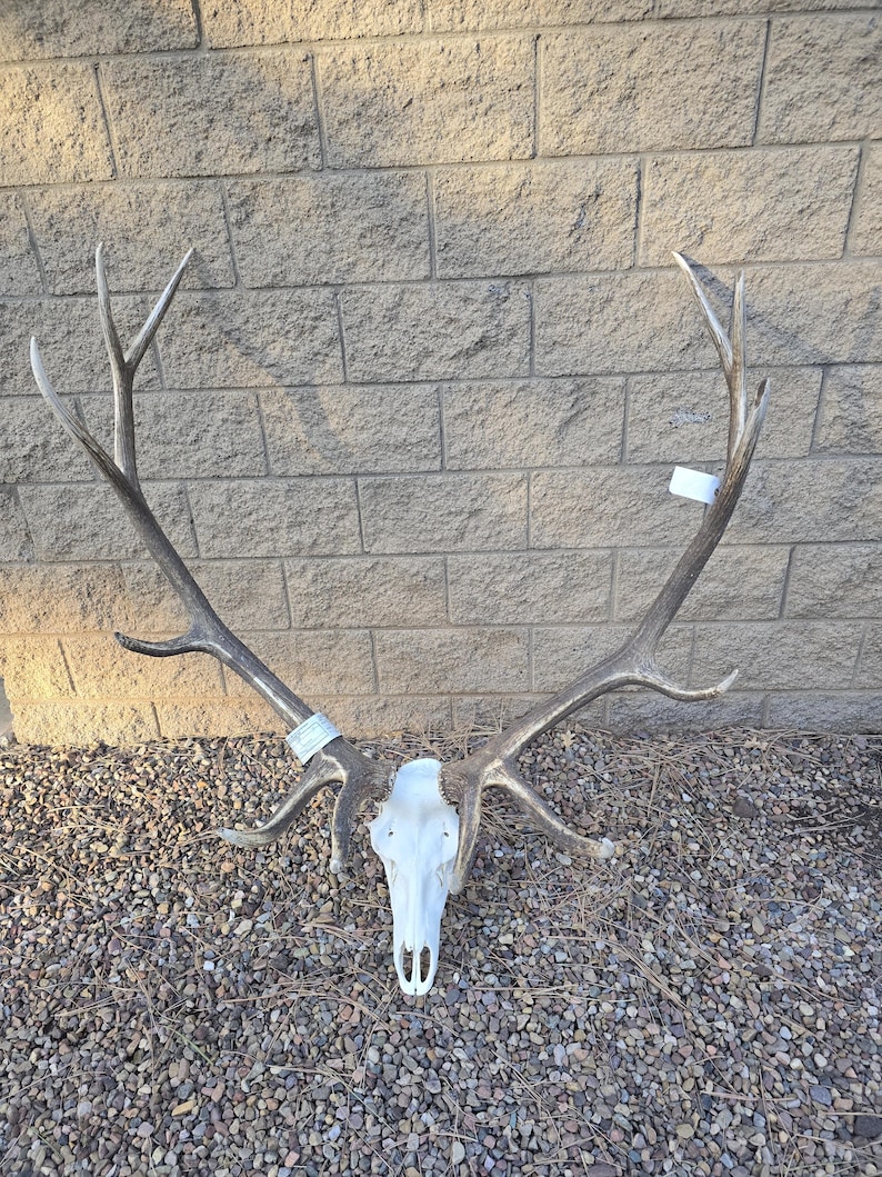 Real Elk Skull Mount With Antlers, Rustic Home Wall Decor - Etsy
